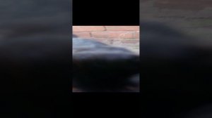 котенок чб