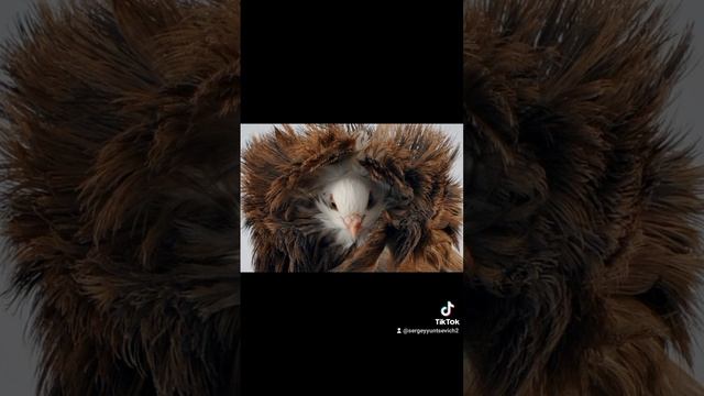 121eaf4f695c3860fa096557162363e4.mp4