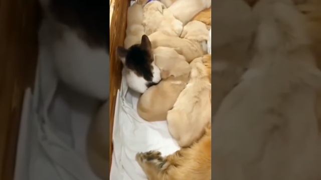 ?такая дружба?