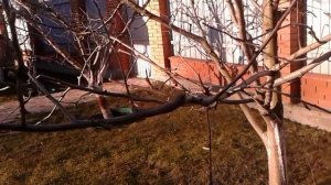 23 марта 2019 г.Обрезка.Плодовая
древесина семечковых.