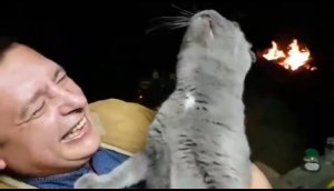 Чем они кота напоили?