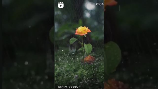Карточка видео