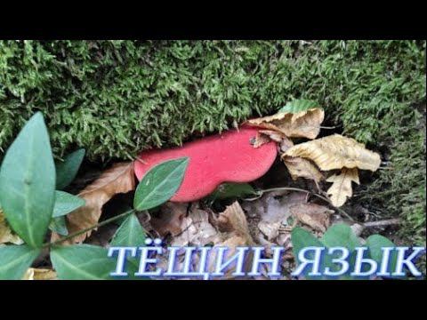 №556/ ЧУДЕСНАЯ прогулка в ЛЕС на ОЗЕРО  Гриб  ТЁЩИН ЯЗЫК