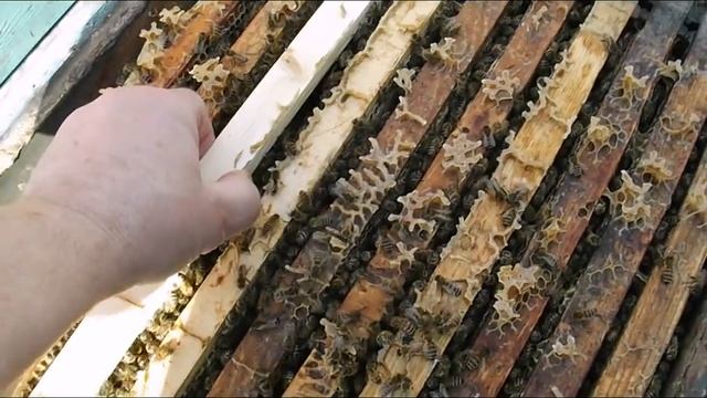 весенние работы с пчелами - ошибки при формирования весенних отводков пчел - часть 1