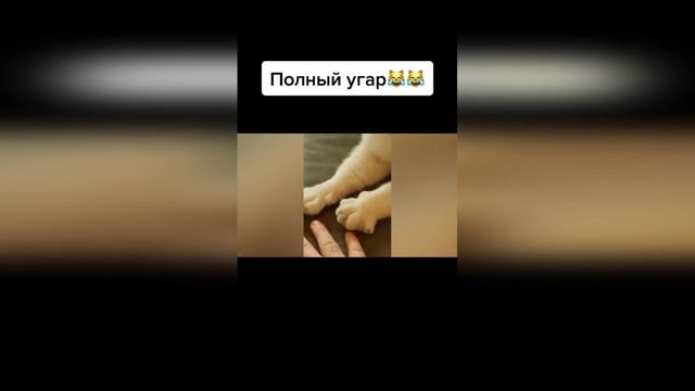 Самые смешные животные / Приколы с котами и собаками 2022 (# 45)