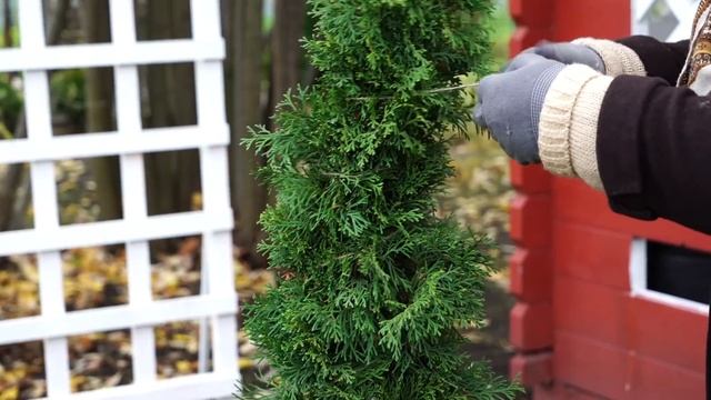 Укрытие туи на зиму 🌲 Зимние укрытия для хвойных растений 🌲 Хитсад ТВ ...