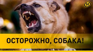 СТАЯ СОБАК ДЕРЖИТ В СТРАХЕ ДАЧНИКОВ: от нашествия ДИКИХ ПСОВ страдают и ЛЮДИ, и ЖИВОТНЫЕ
