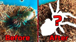 Как линяют Пауки? (скорость X80) Как Растут Птицееды?