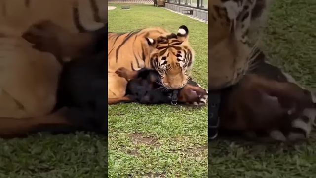 Tigers Friendship with Dog 😍 | Nouman Hassan | #tiger #lion