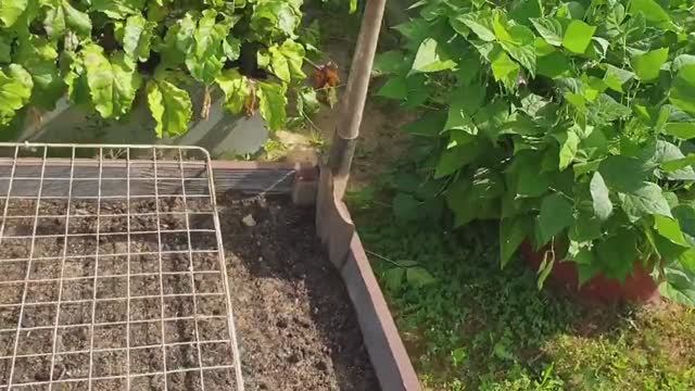 Посев редьки