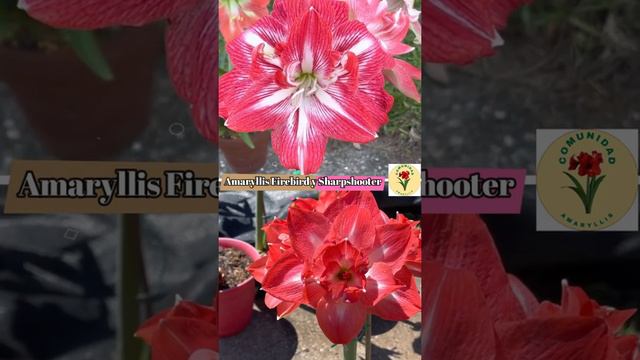 EXÓTICOS Amaryllis Australianos Maguire Sharpshooter y Firebird