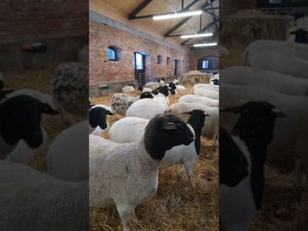Овцы дорпер #дорпер #dorper #dorpersheep #breeding #овцеводство #сельскоехозяйство