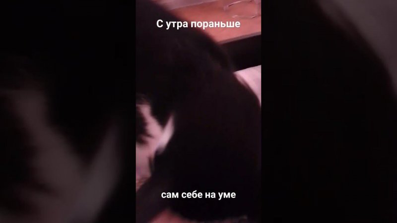 #душка #коты #кот #мурчание #мило #мурчик #мурчи #котики