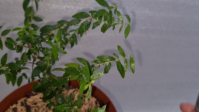 Тарентино зеленый 5