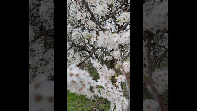 Весна цветут деревья