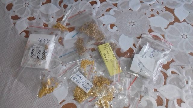 Как быстро прорастить семена.