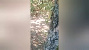 делаем крутые кадры с дерева!!!