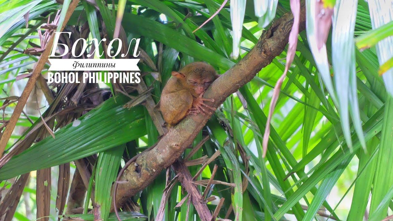 Бохол. Всё самое интересное. Филиппины. Часть 2 (The best of Bohol. Philippines. Part 2)