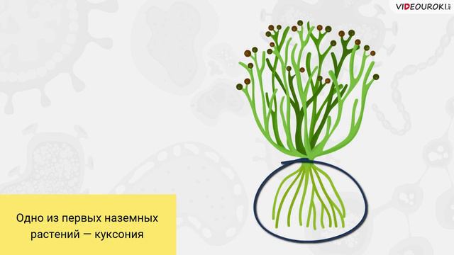 09. Эволюция растительности. Направления эволюции