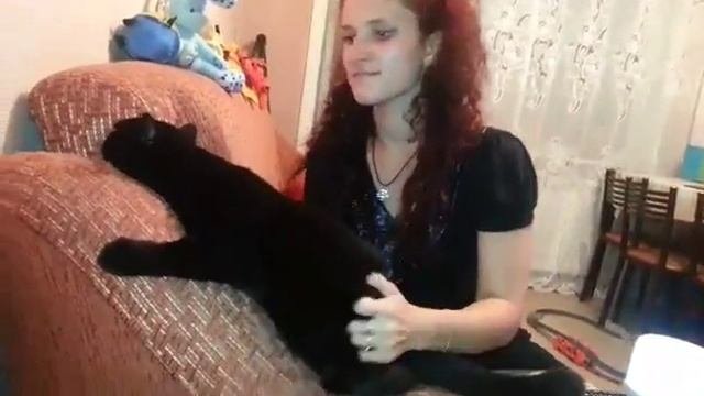 Антисекс для кота) - смотреть видео онлайн от «Золотой розовый блеск» в ...
