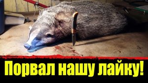 Охота на барсука, как она есть! Охота на барсука с лайками! Охота на барсука с норными собаками.