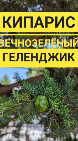 Кипарис вечнозелёный, Геленджик, 13 июня 2024 г.