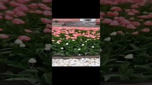 патрулирование