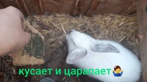 Информация о калифорнийский кроликах все о породе