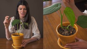 Syngonium chiapense Houseplant Care — 148 of 365