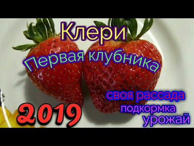 Первая Клубника 2019. Итоги эксперимента своей клубники на подоконнике.