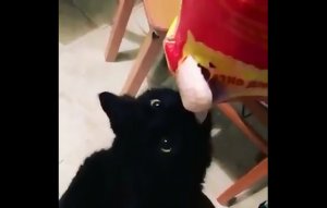 Мертвая хватка