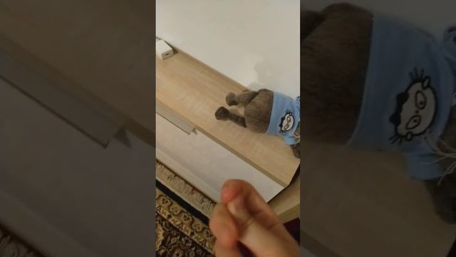 что делать если вас укусила дешёвая капибара с Авито