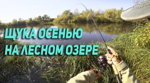Щука осенью на лесном озере