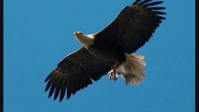 ABBA - Eagle.mp4