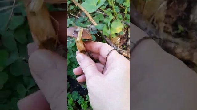 ?Болетовые.?Польский боровичок.