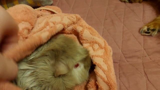 #shorts #eva # 4К?Наши?милые?зверюшки? #tiktok #adam #morskie svinki.mp4