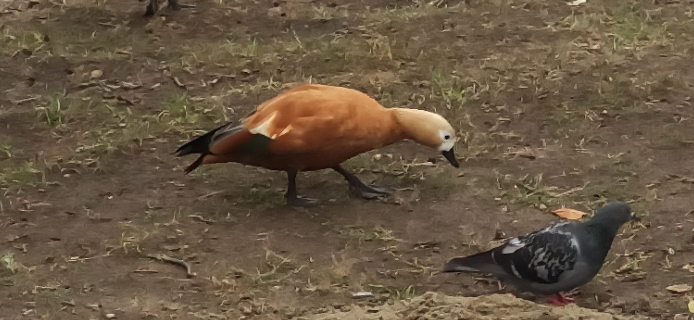 Птицы парков