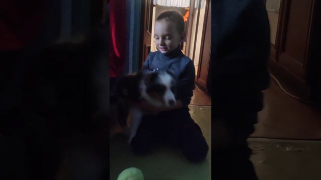 аусси,#австралийская овчарка#выбор щенка#питер