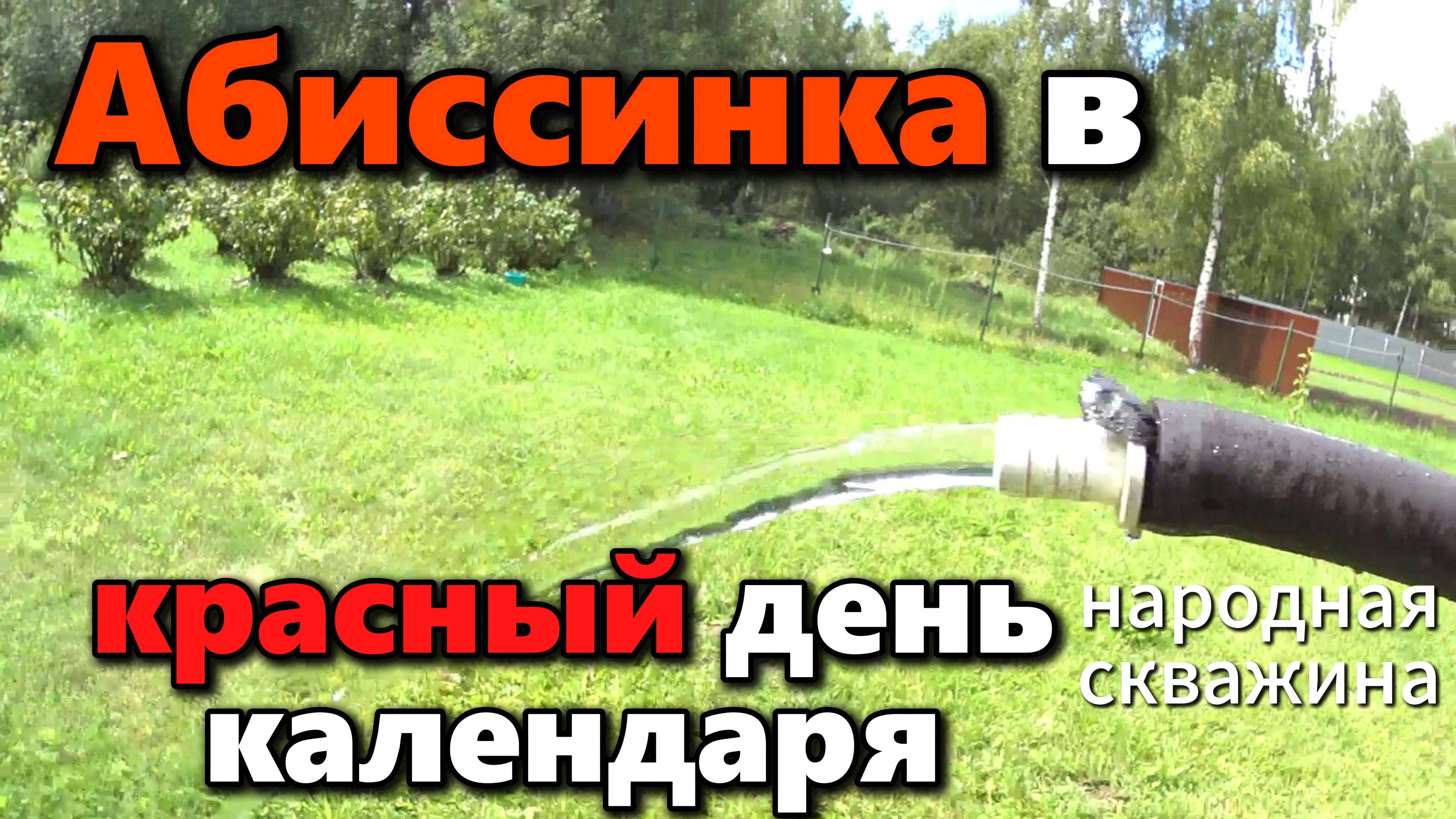 Абиссинка в красный день календаря!