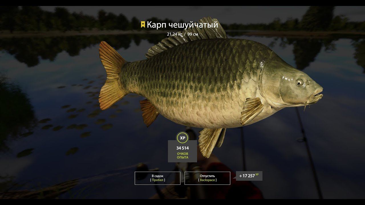 Russian Fishing 4 ЧЕШУЙЧАТЫЙ НА ЯНТАРКЕ