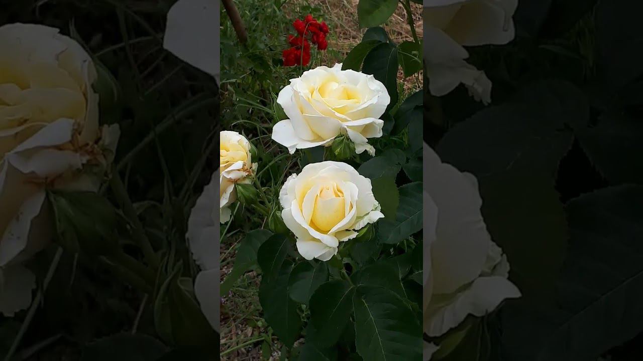 12.06.23 мои розы
