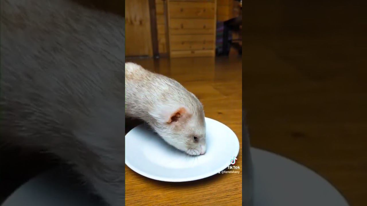 Лизать... лизать... лизать до дыр