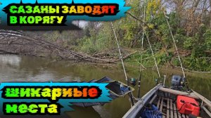 Сазаны утаскивают удочки в коряге. Сход за сходом. Рыбалка Астрахань август 2024.