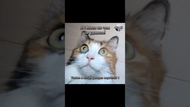 Когда увидел вертолёт😹 | Симка и Алиса Rutube