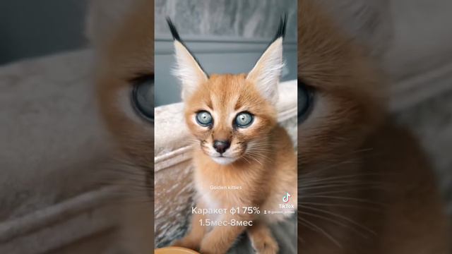 Каракет F1 от 2 до 8 месяцев #каракет#caracat#cat#cats#caracal