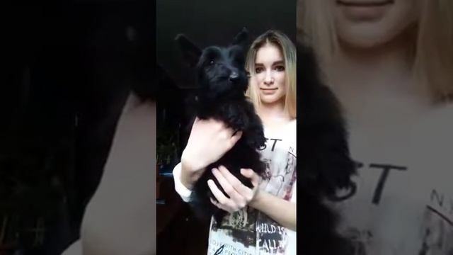 Питомник СТАСТАР. Скотч-терьер девочка 3 мес.