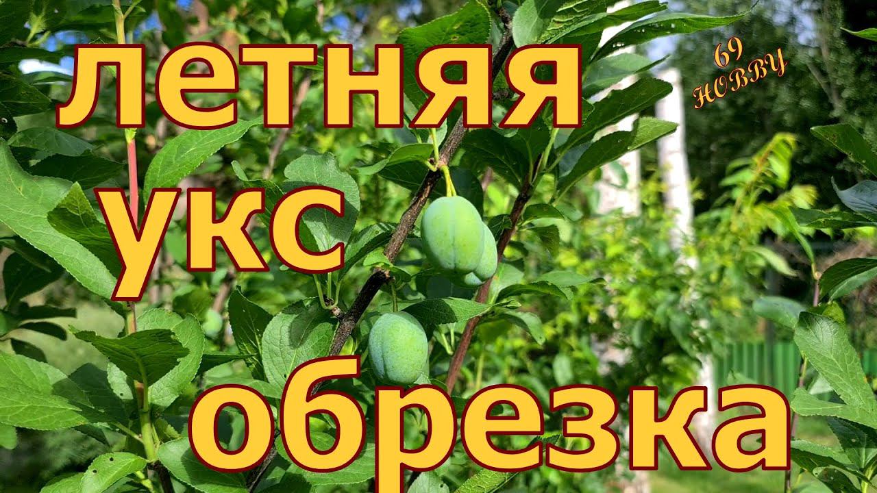 УСЛОВНО - КОЛОННОВИДНАЯ СЛИВА! Тонкости летней обрезки!  Формируем крону