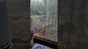 Неожиданная встреча