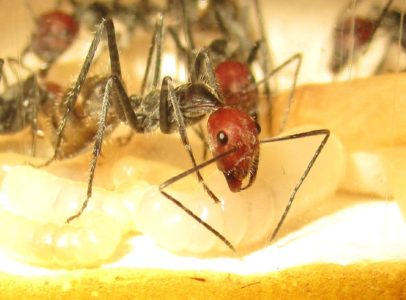 Муравьи Camponotus singularis, массаж для личинки.mp4