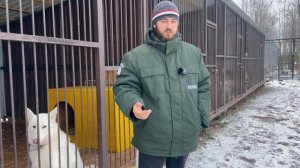 Реакция ВОЛКА на стерилизованную ВОЛЧИЦУ‼️Воссоединение северных Волков после долгой разлуки.